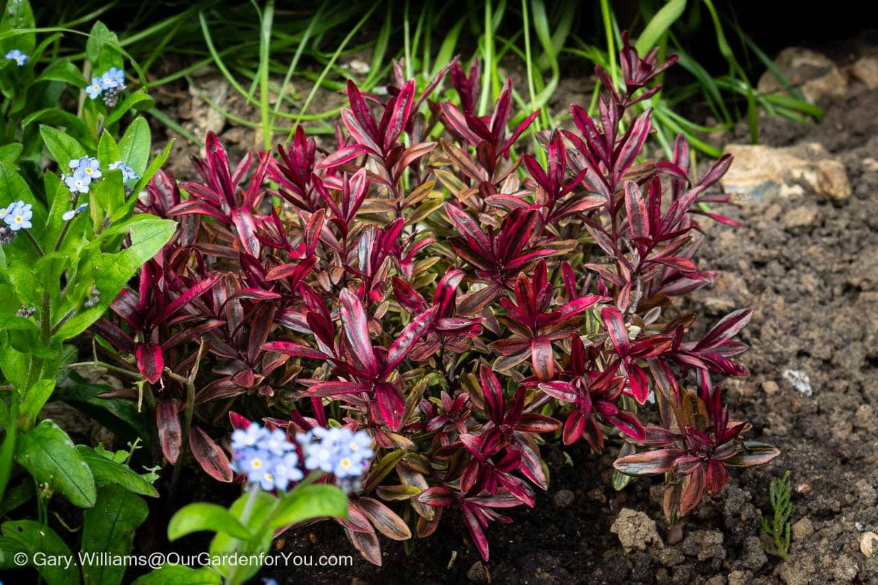 March 2024, Our Garden for You monthly roundup - Our Garden for You